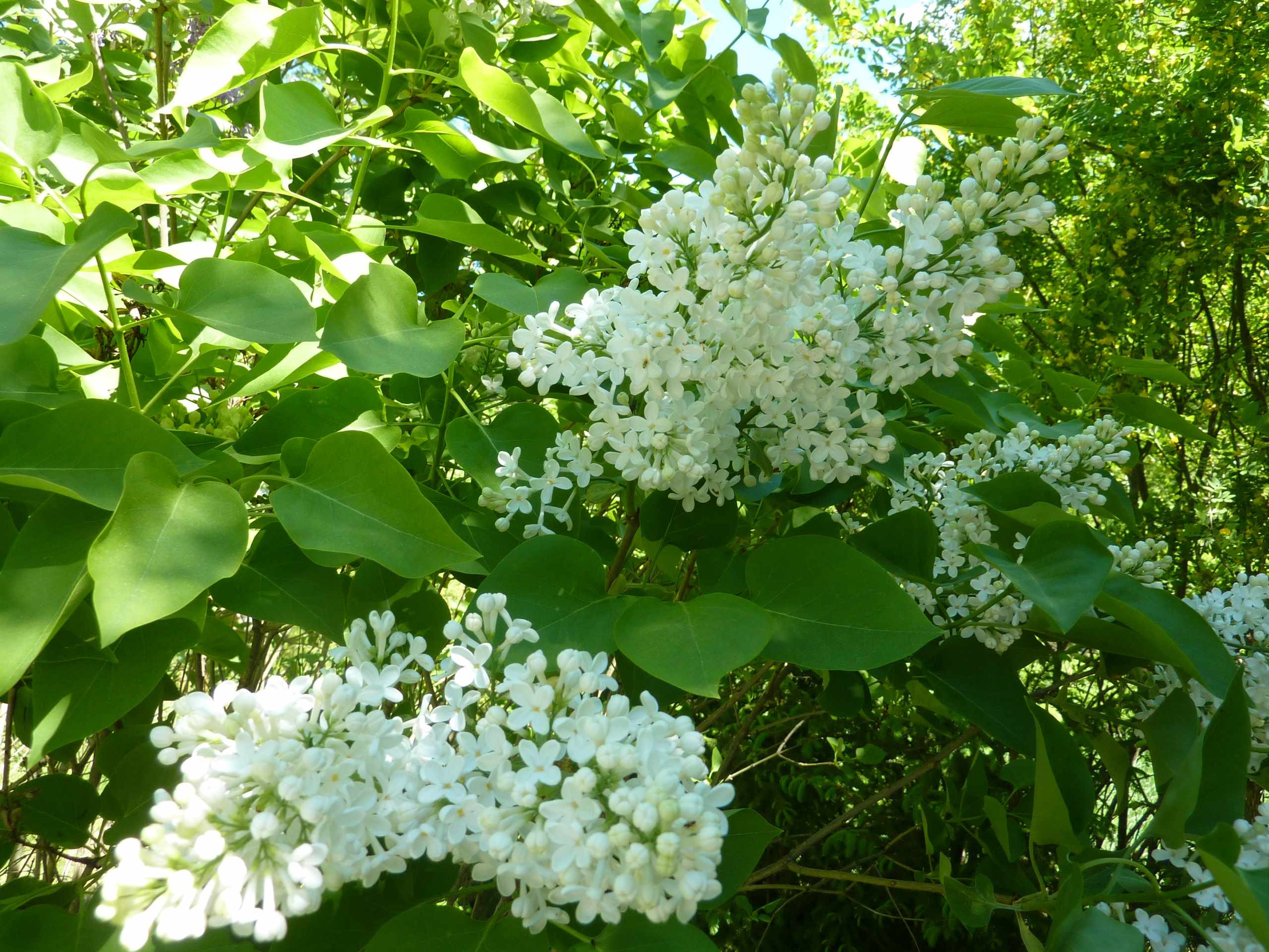 tuomi kukkii | Panu Rajala
